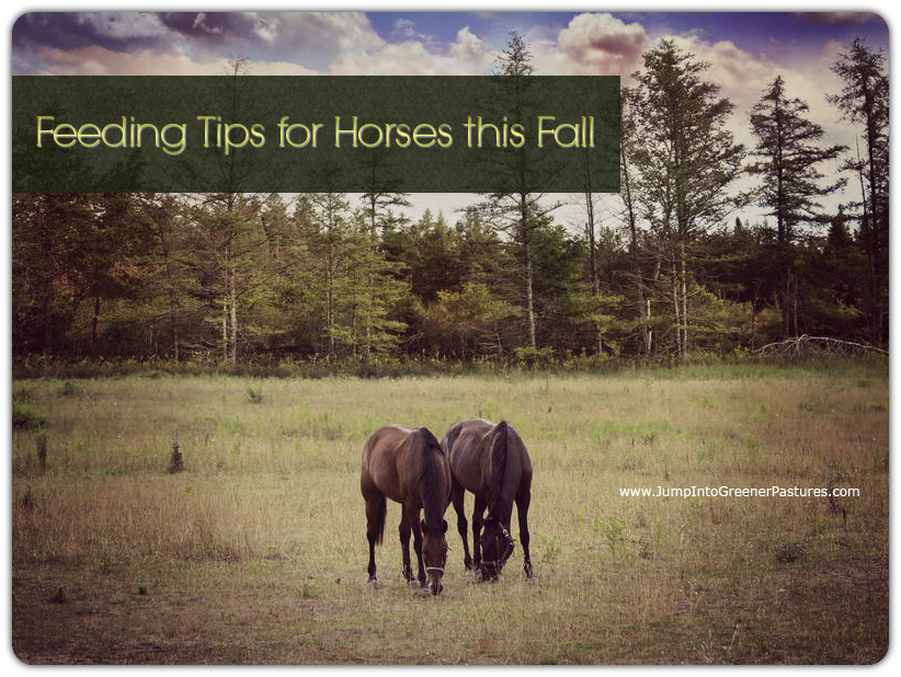 3 Fall Feeding Tips for Your Horses in Your Charlottesville Horse Farm ...