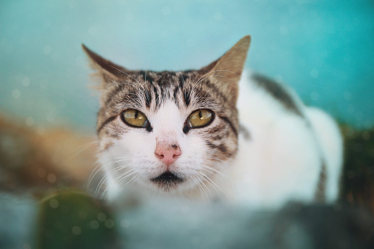 Cat Scams: Are You a Victim?. Oh yeah, if you’ve got kitty… | by ...