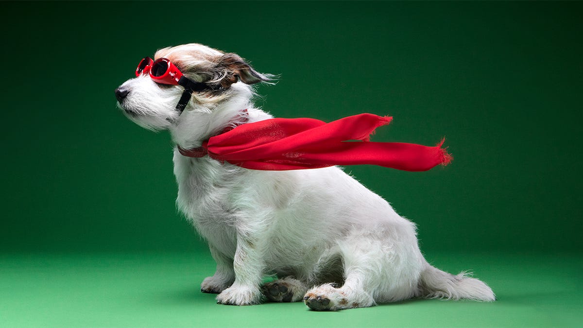 Defining the Underdog: Rise Above the Labels | by Sunhye Yoon | Medium