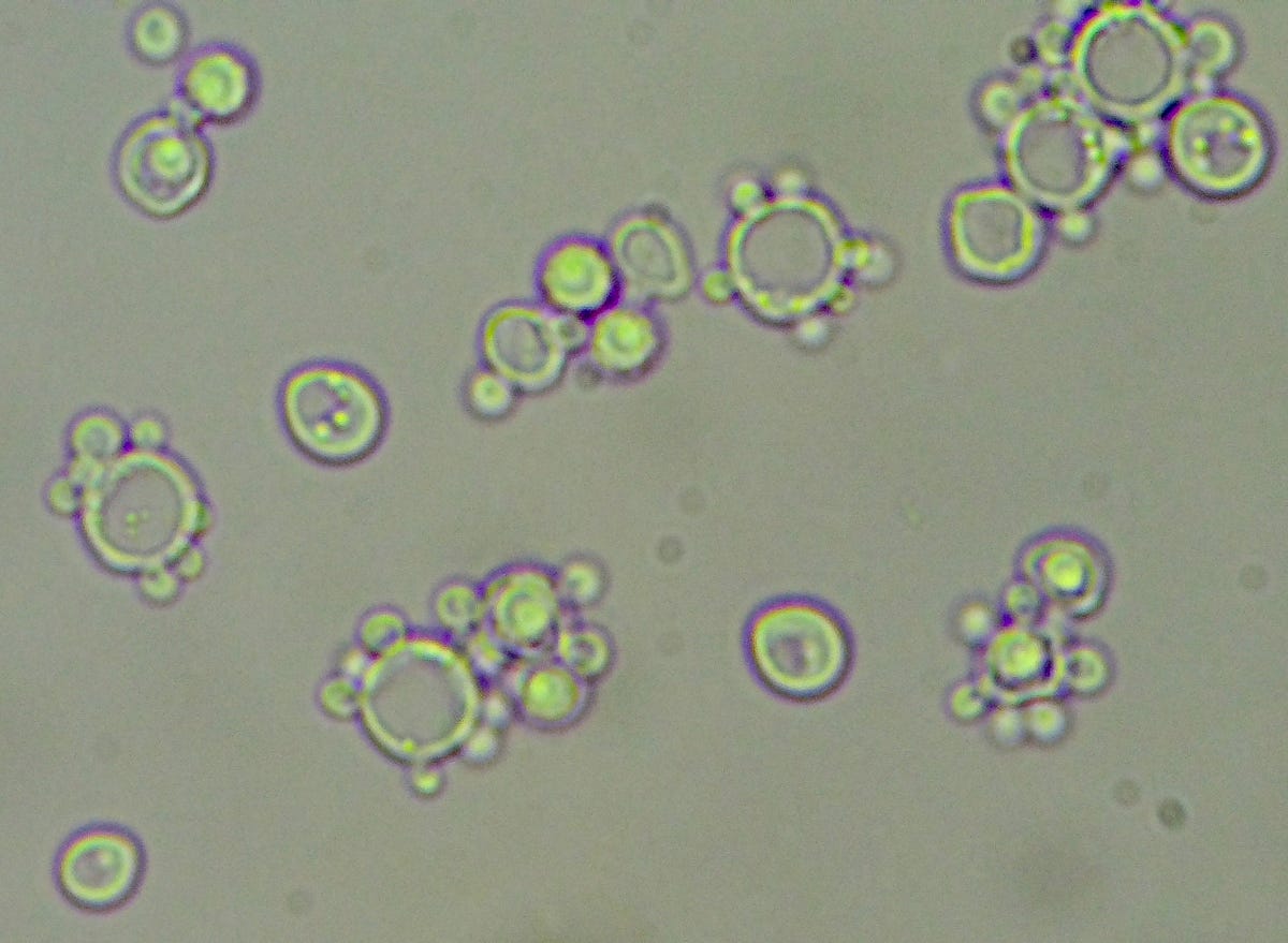 Taming a jumping gene. Yeast domesticated a jumping gene… | by eLife ...