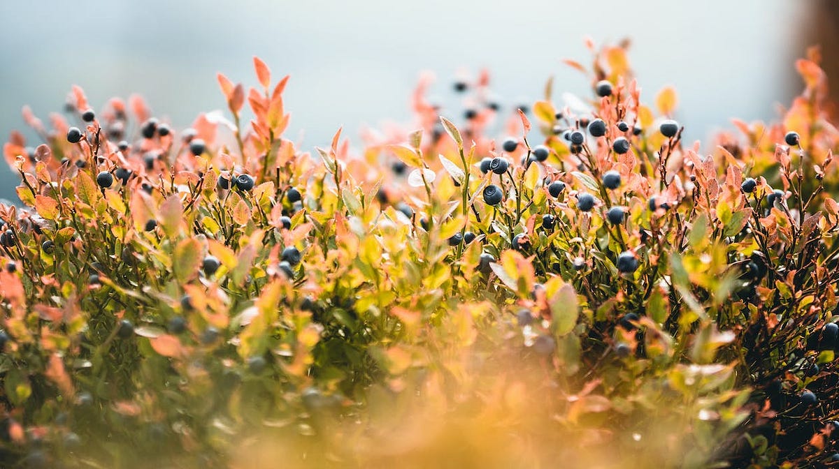 Why We Love Blueberry Picking: A Day of Memorable Moments and ...