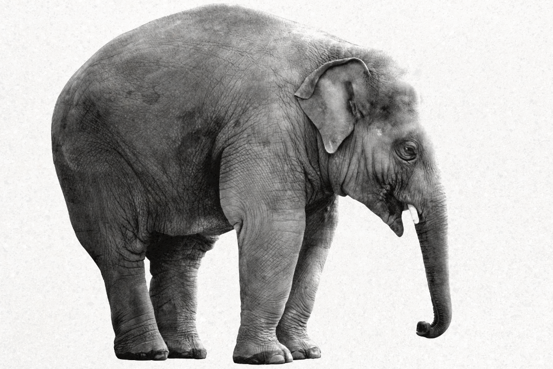 #21: How do you eat an elephant? A 6-part framework to chew on for your ...