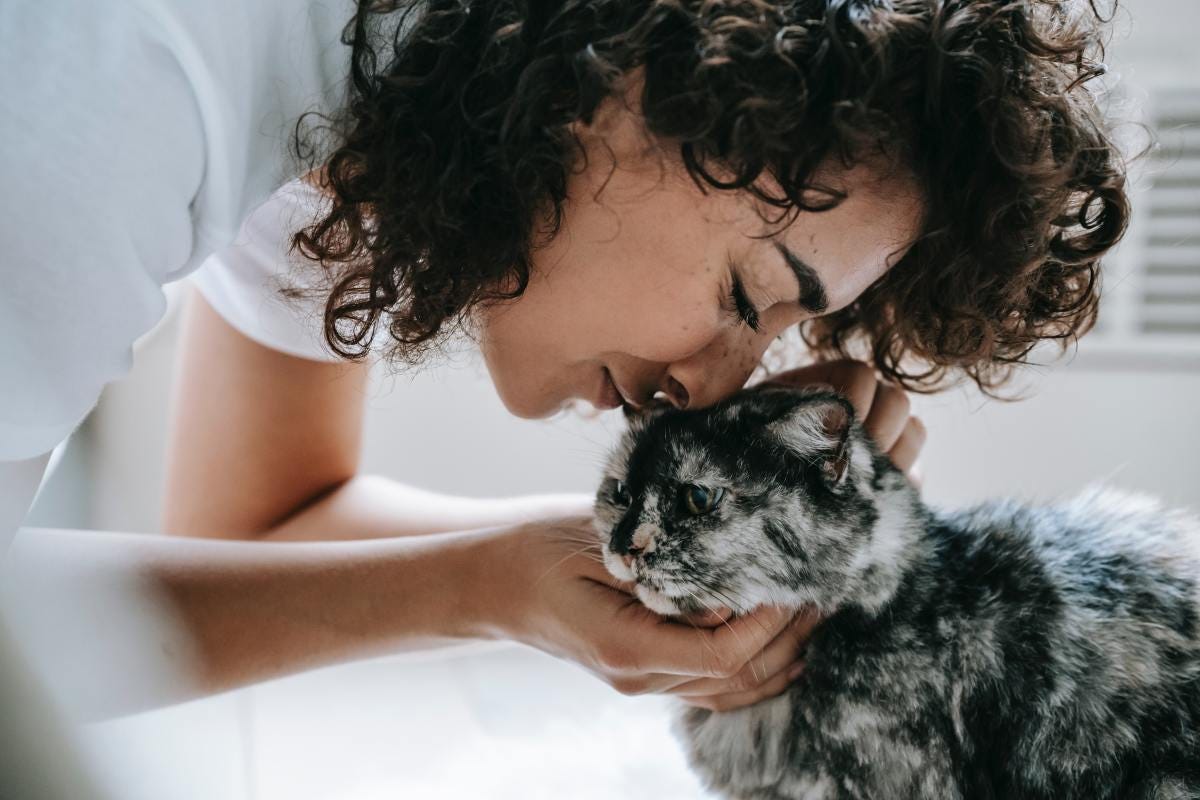 Why Do Cats Smell Good? 6 Reasons for Sweet Smelling Fur | Your Pets at ...