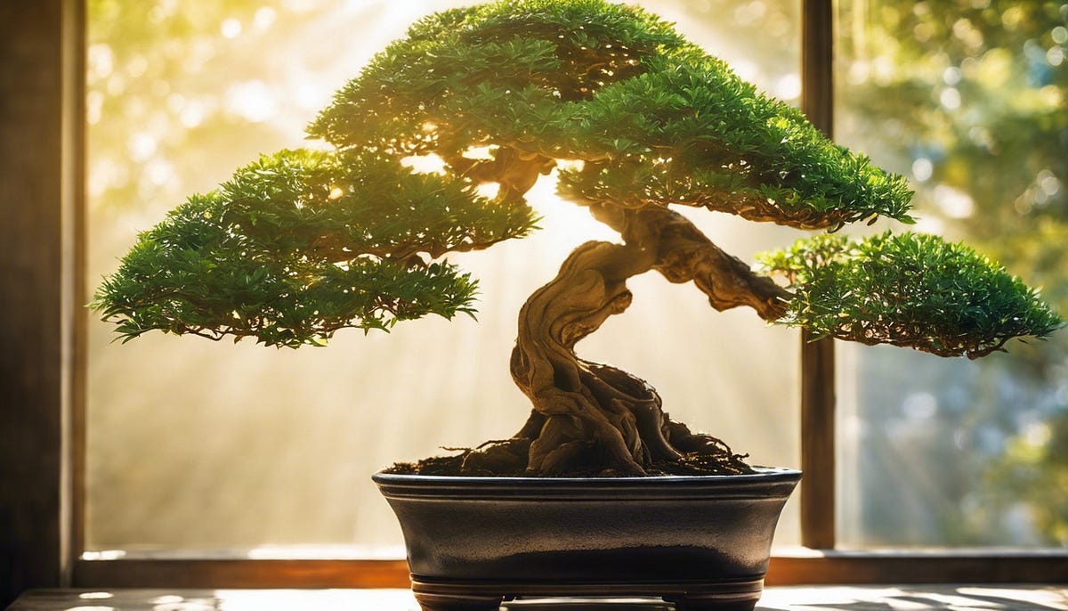 What happens if a bonsai tree is left in the sun? | by Mariya Kanegi ...