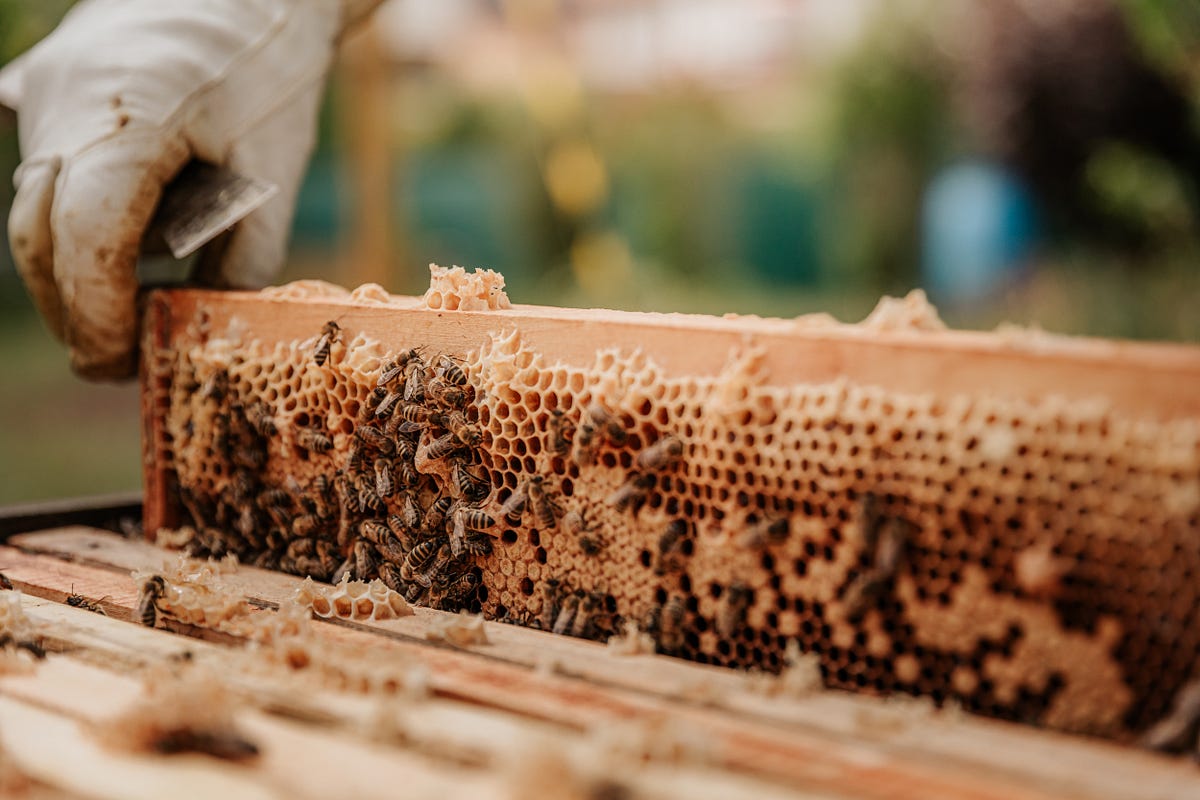 The Langstroth Hive: Revolutionizing Beekeeping for Over a Century | by ...