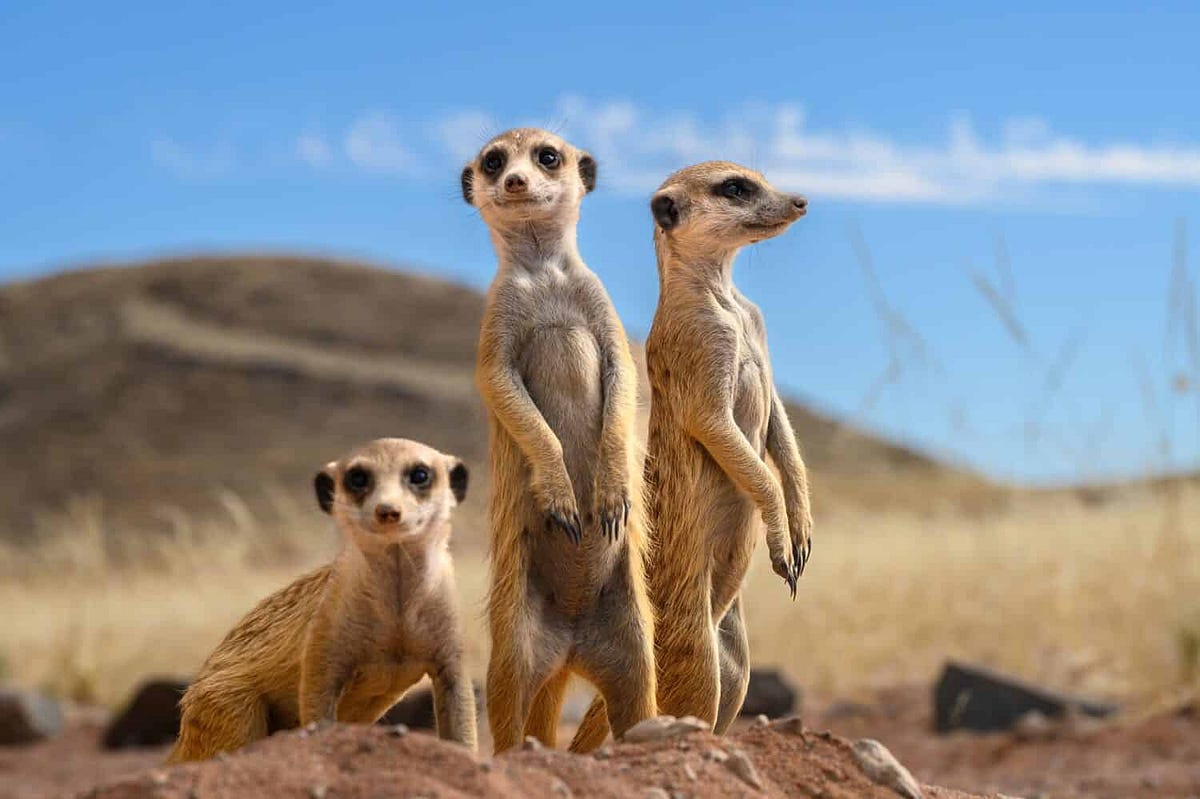A Step-by-Step Guide to Installing and Configuring Suricata on Windows ...