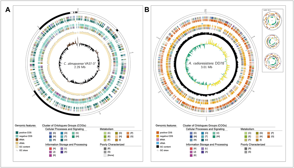GenoVi, an open-source automated circular genome visualizer for ...