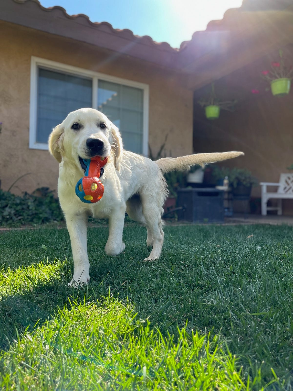 Finding the Best Golden Retriever Breeders in California | by Crown ...