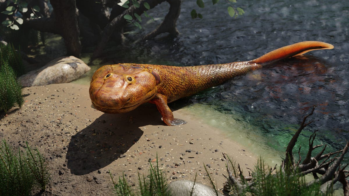 How Evolution Has Shaped the Differences Between Fish and Amphibians ...