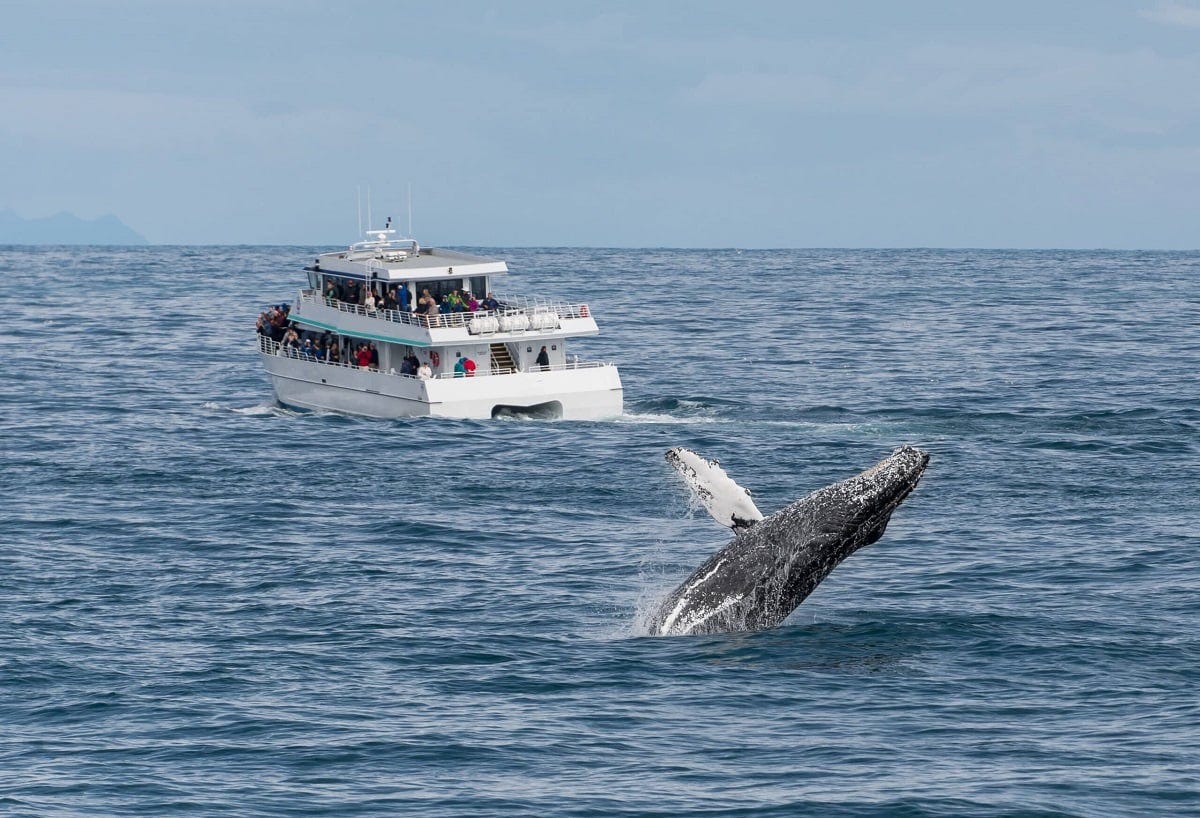 The 12 Best Places for Whale Watching | The Green Voyage