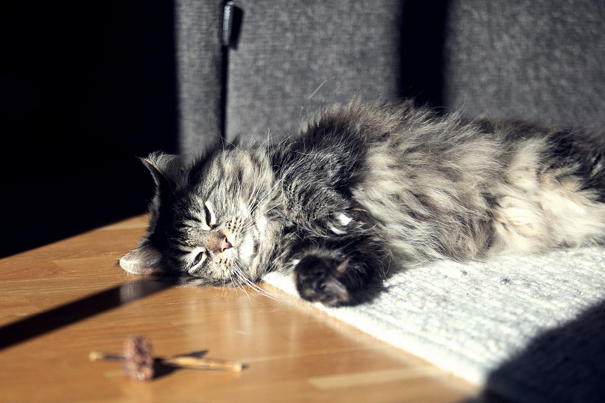 I’m Just Done Today. Sorry, I just don’t have the spoons to… | by ...