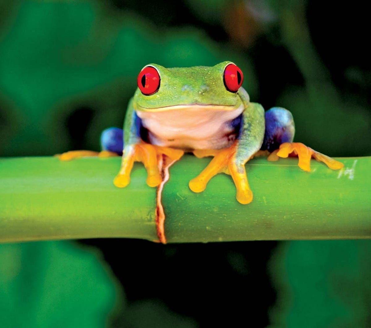Scientists Discover New Species of Frog in the Amazon Rainforest | by ...