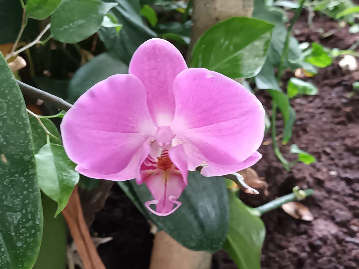 Hidden remedies: The orchids. Orchids are prized for their ornamental ...