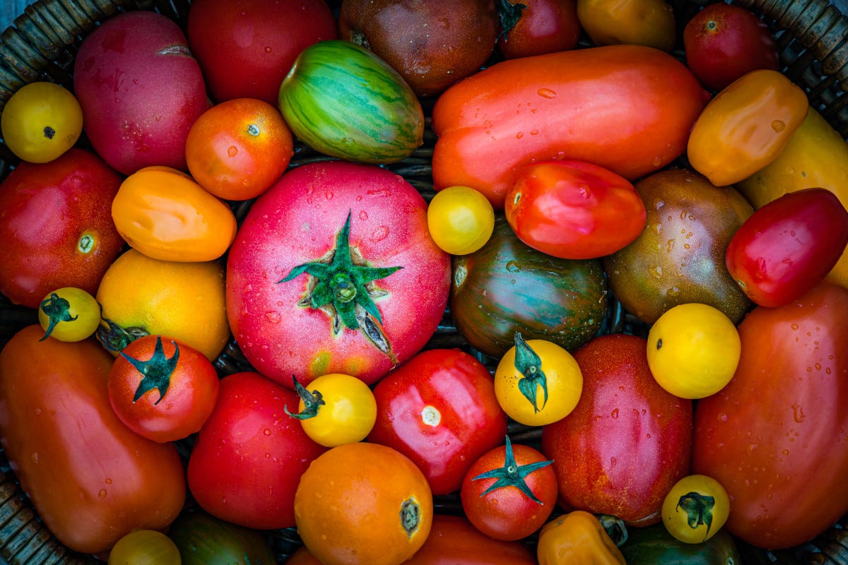 Dynamic Vegetable Price Forecasting Using Python Algorithms | by ...