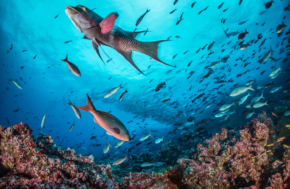 Living and Breathing Oceans | by Clinton Foundation | The Clinton ...