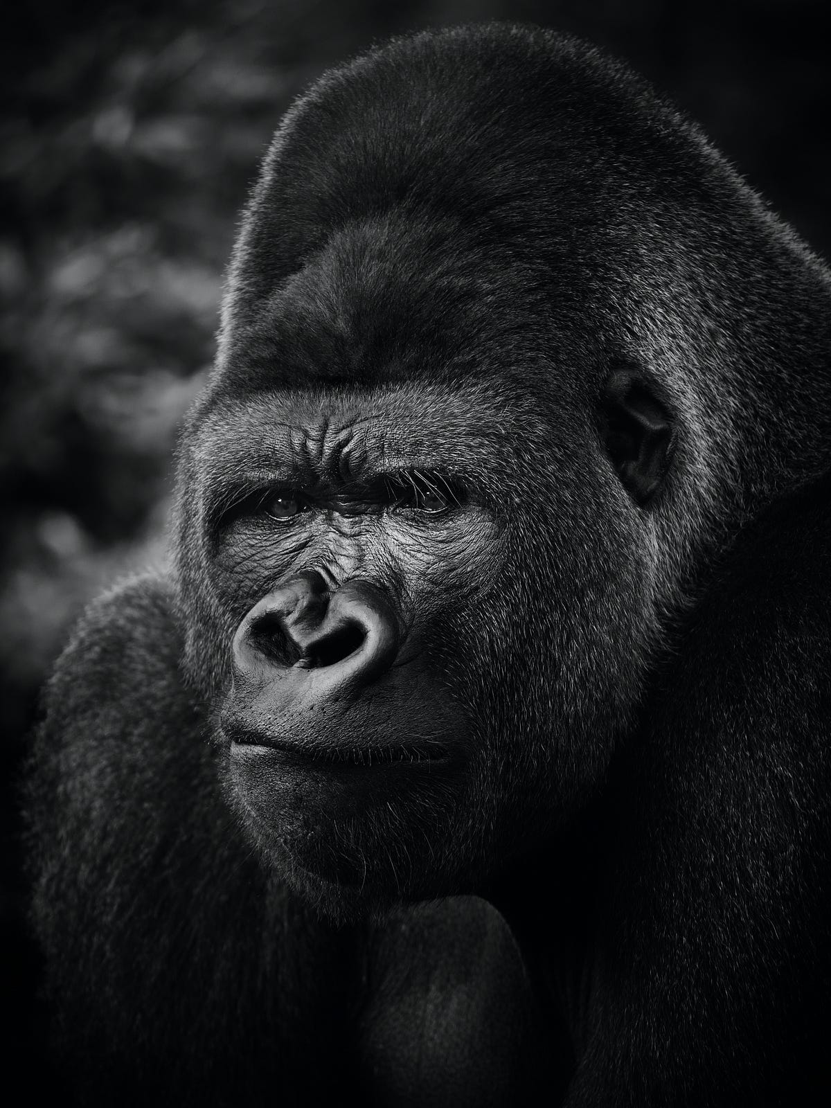 Why did the Apes take their Puppies to farm Strawberries? | by janu ...