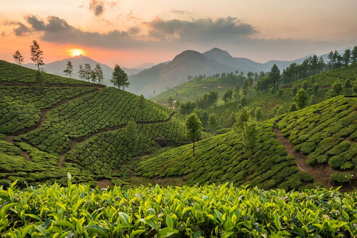 Munnar Unveiled: My First Tryst with Paradise | by Riya Mariya George ...