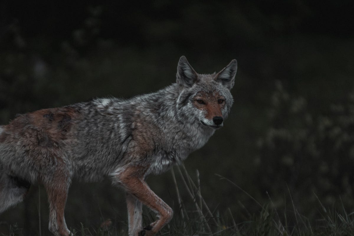 Poem: Coyote’s Spell. Coyote’s Spell | by Morgan Lahm | Scuzzbucket ...
