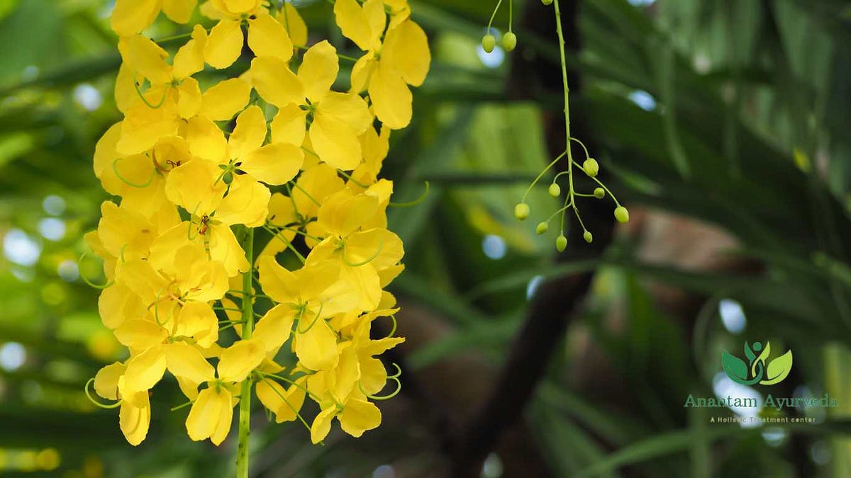 How to Use Amaltas(Cassia fistula) | by Arun jharwal | Aug, 2023 | Medium