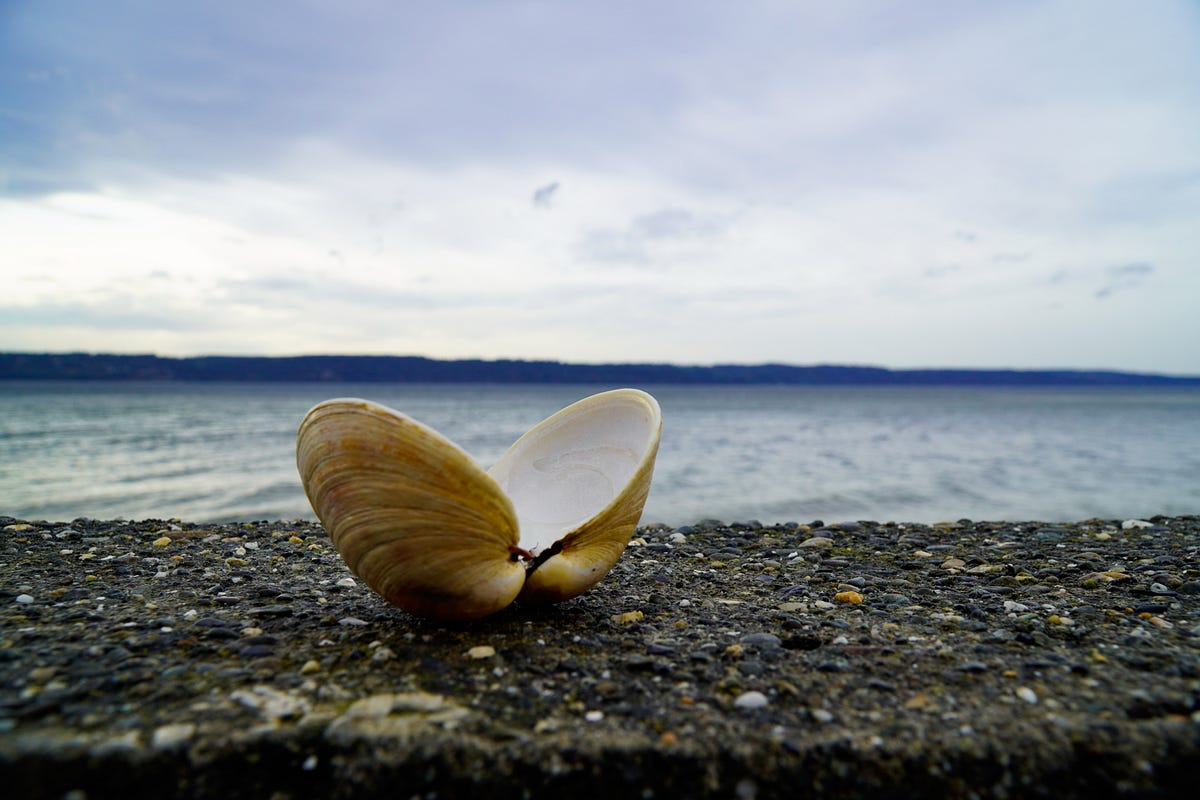 Whispers of Seashell Bay: Clyde’s Enchanting Journey | by ...