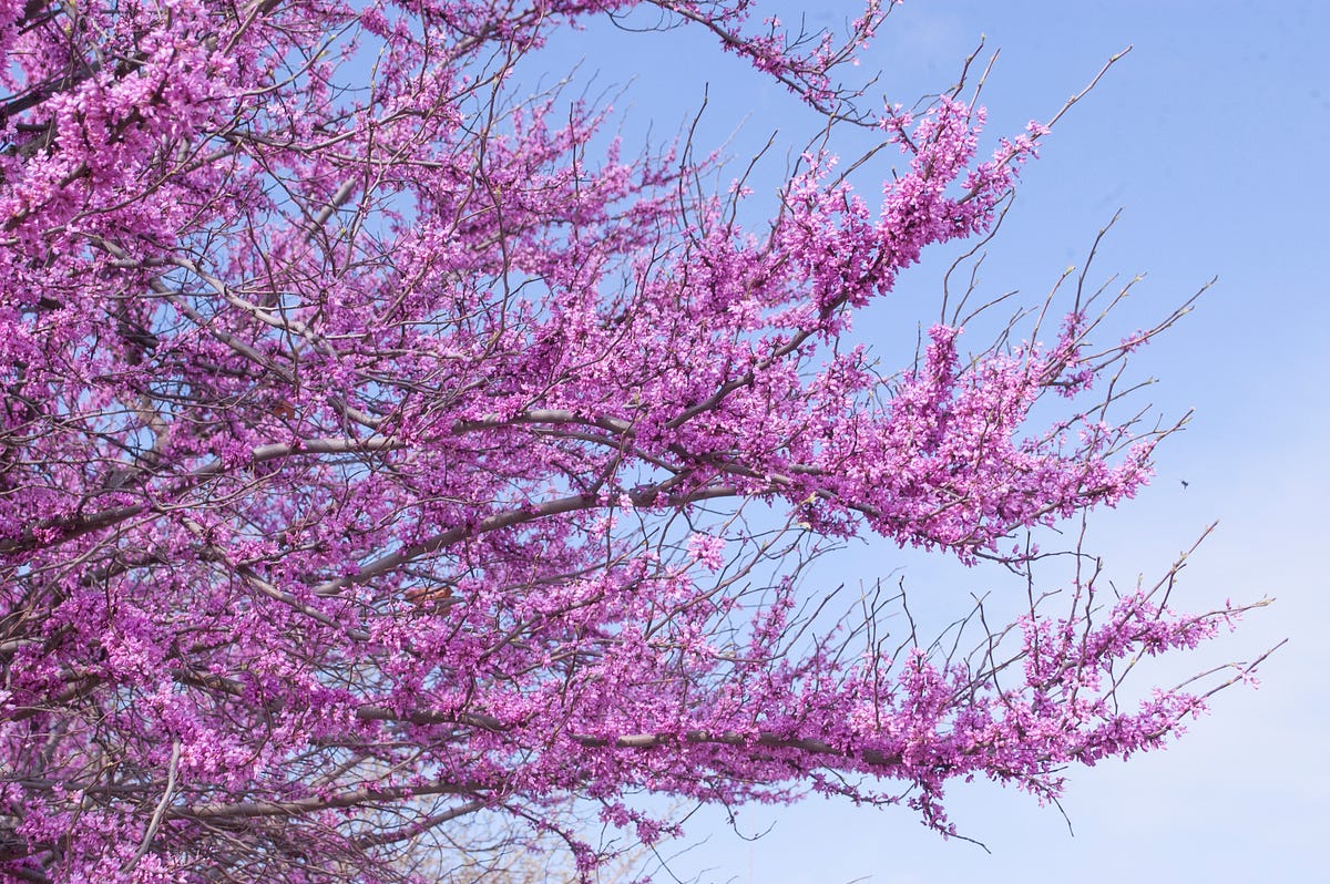 5 Native New Jersey Trees to Beautify Your Yard | by Joey Phillips | Medium