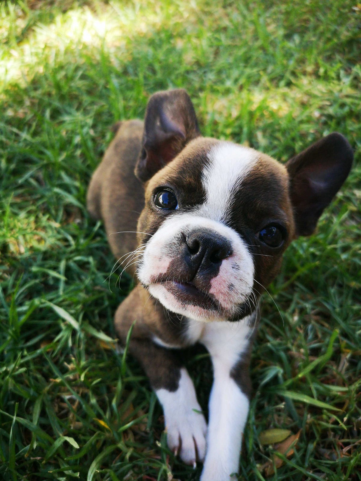 Boston Terrier: Breed History and Origin | by Flakio | Medium