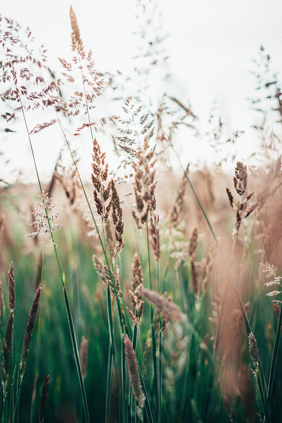 Grasses - Weeds & Wildflowers - Medium