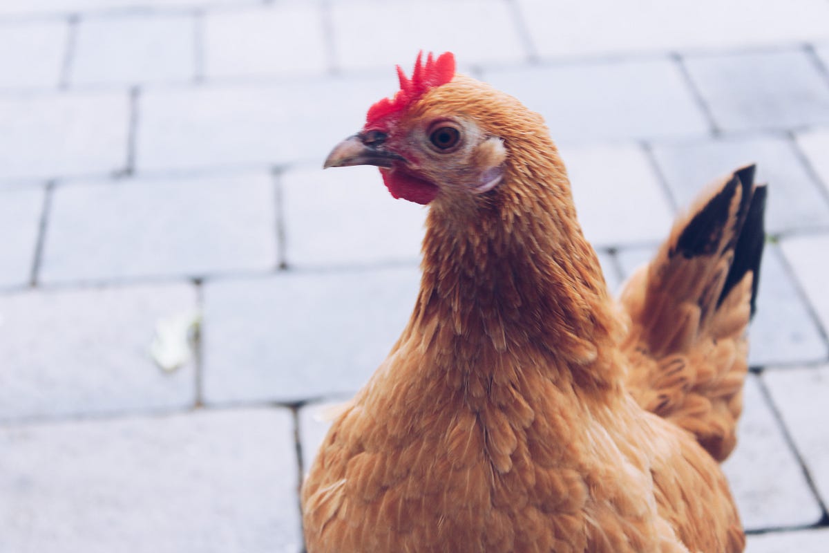 Chicken Microbes May Help Fight Avian Flu | by Sam Westreich, PhD ...