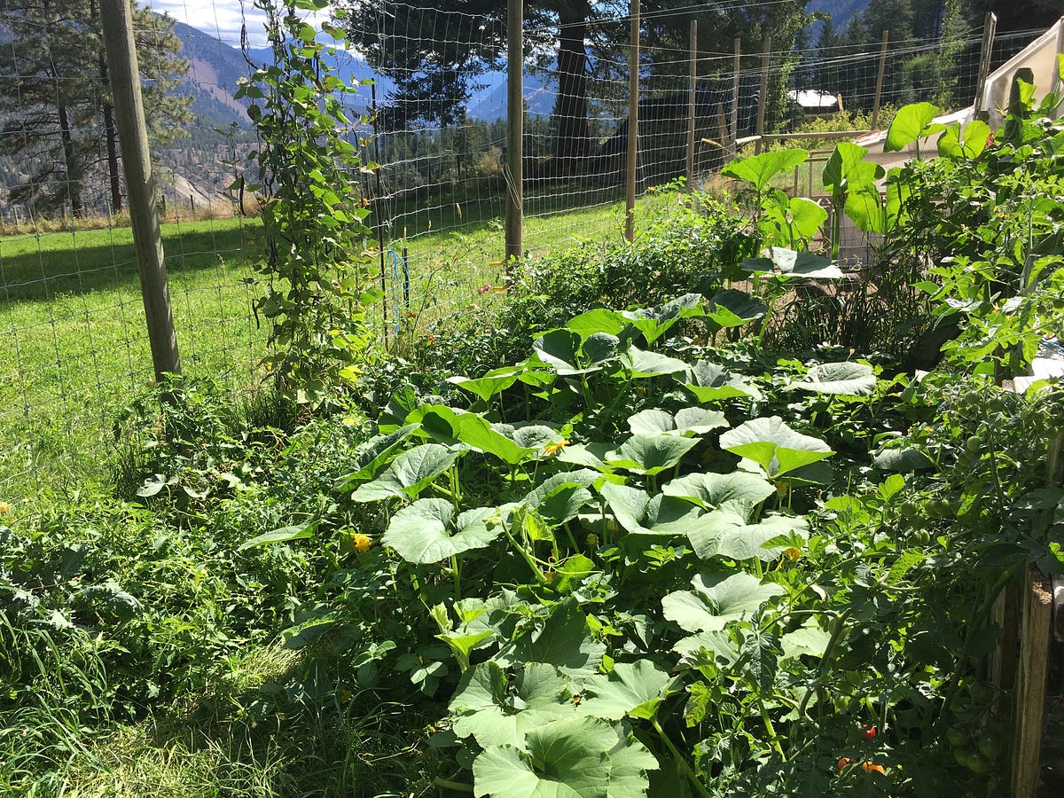 11 Easy And Practical Ways To Create A Biodiverse Garden (Let a Little ...