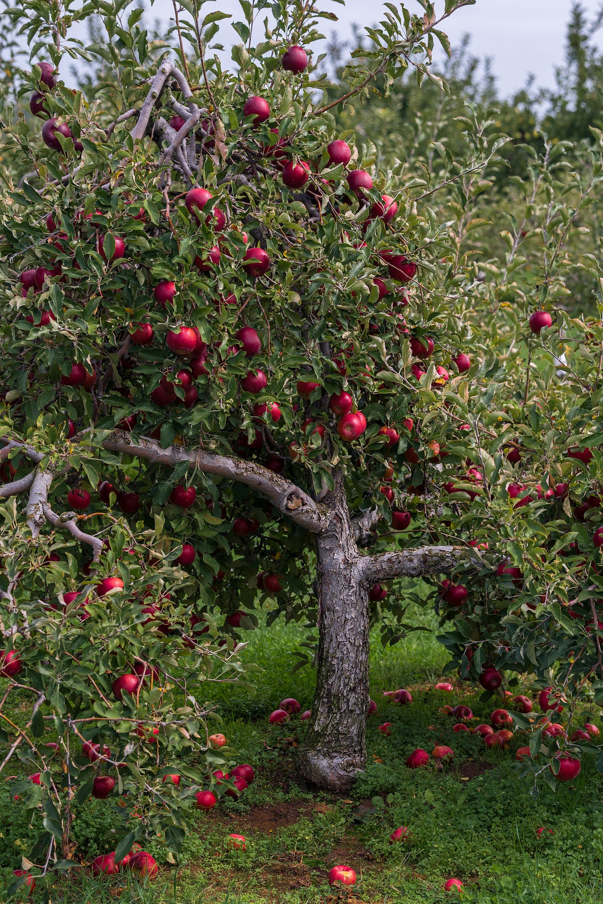 Our Apple Tree. Haiku | by Patricia Hodge | Medium