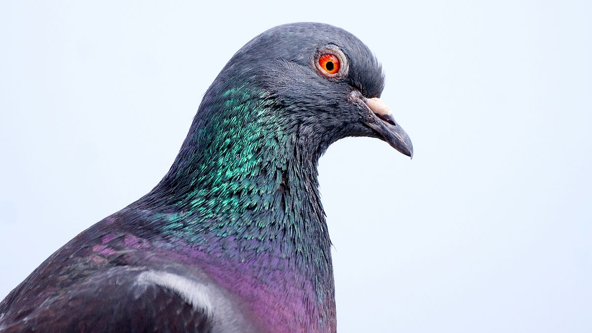 Why Do Pigeons Bob Their Head? Unveiling the Mystery | by Janet Gary ...
