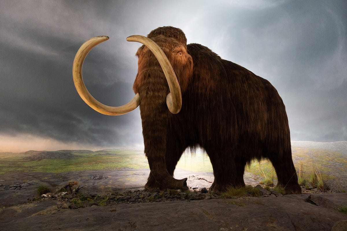 Did a Group of Scientists Eat a Mammoth? | by Darian West | The Startup ...