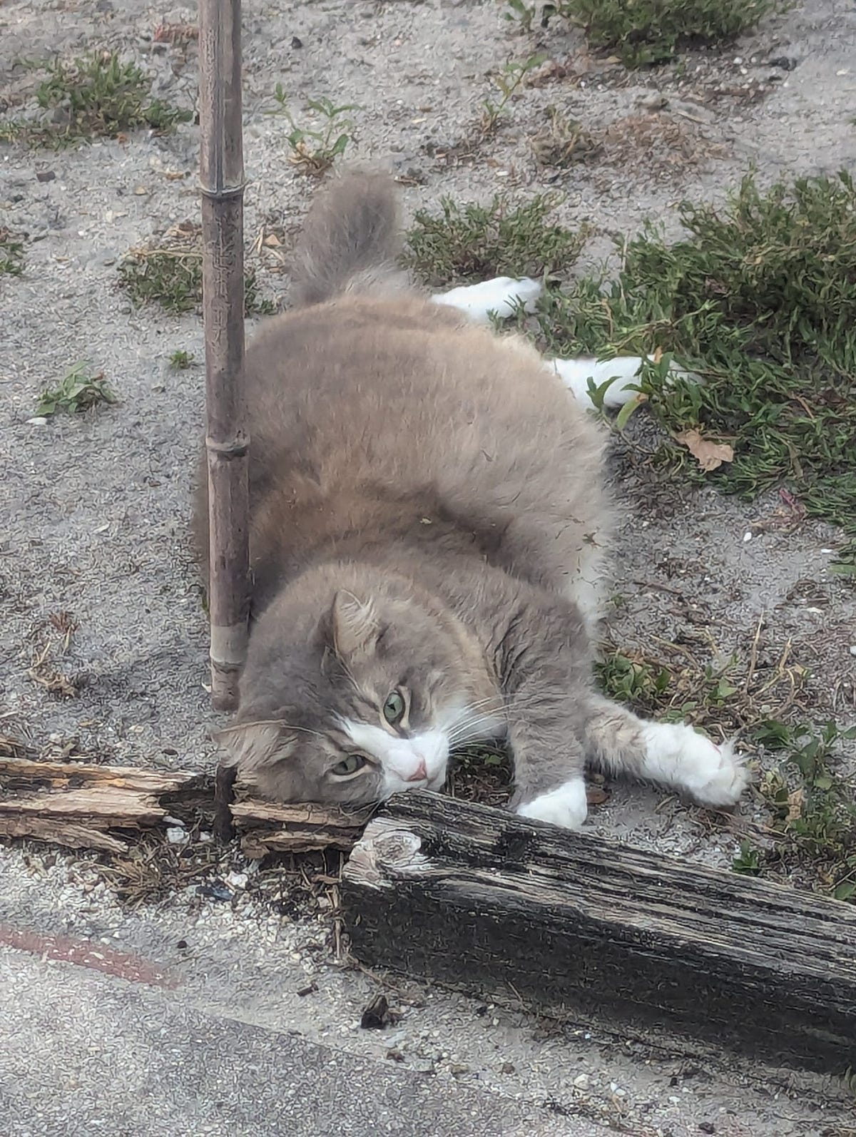 Meet the Pack!. An obligatory pet post | by M. Cole Grady | Aug, 2024 | Medium