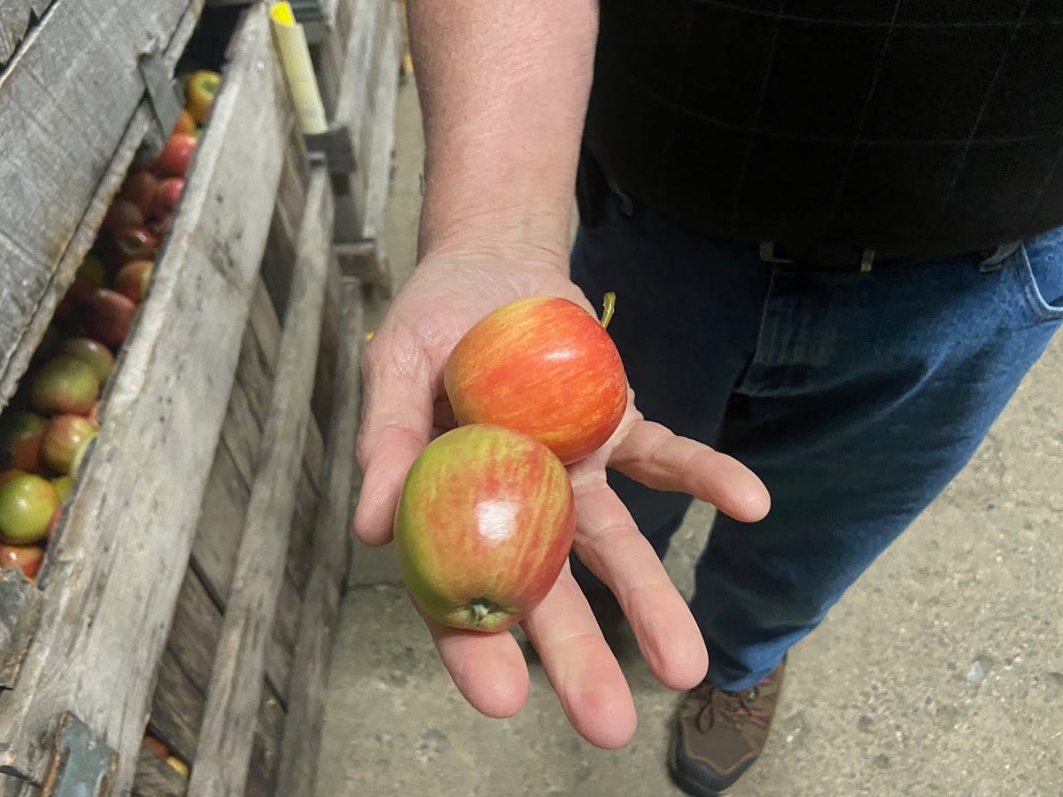 Hudson Valley Apples, Smaller Than Ever | by Ricardo Martinez-Paz | The ...