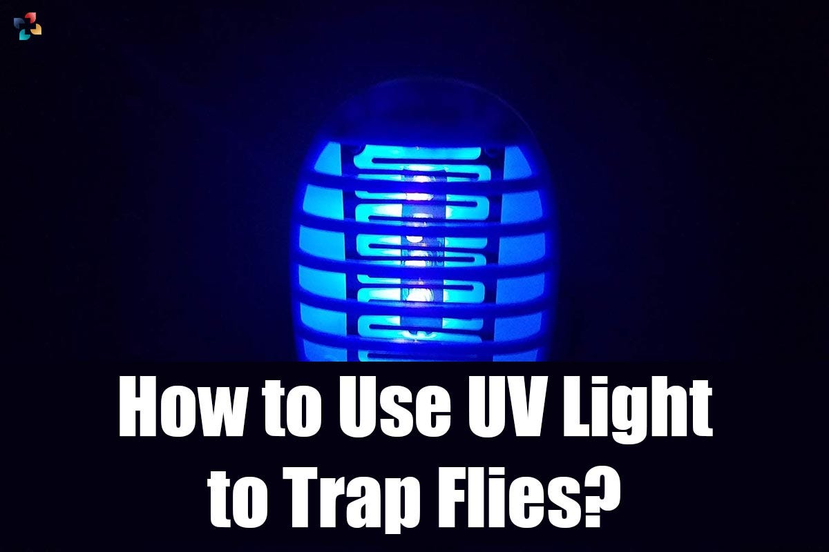 How to Use UV Light to Trap Flies? | by Thelifesciencemagazine | Medium