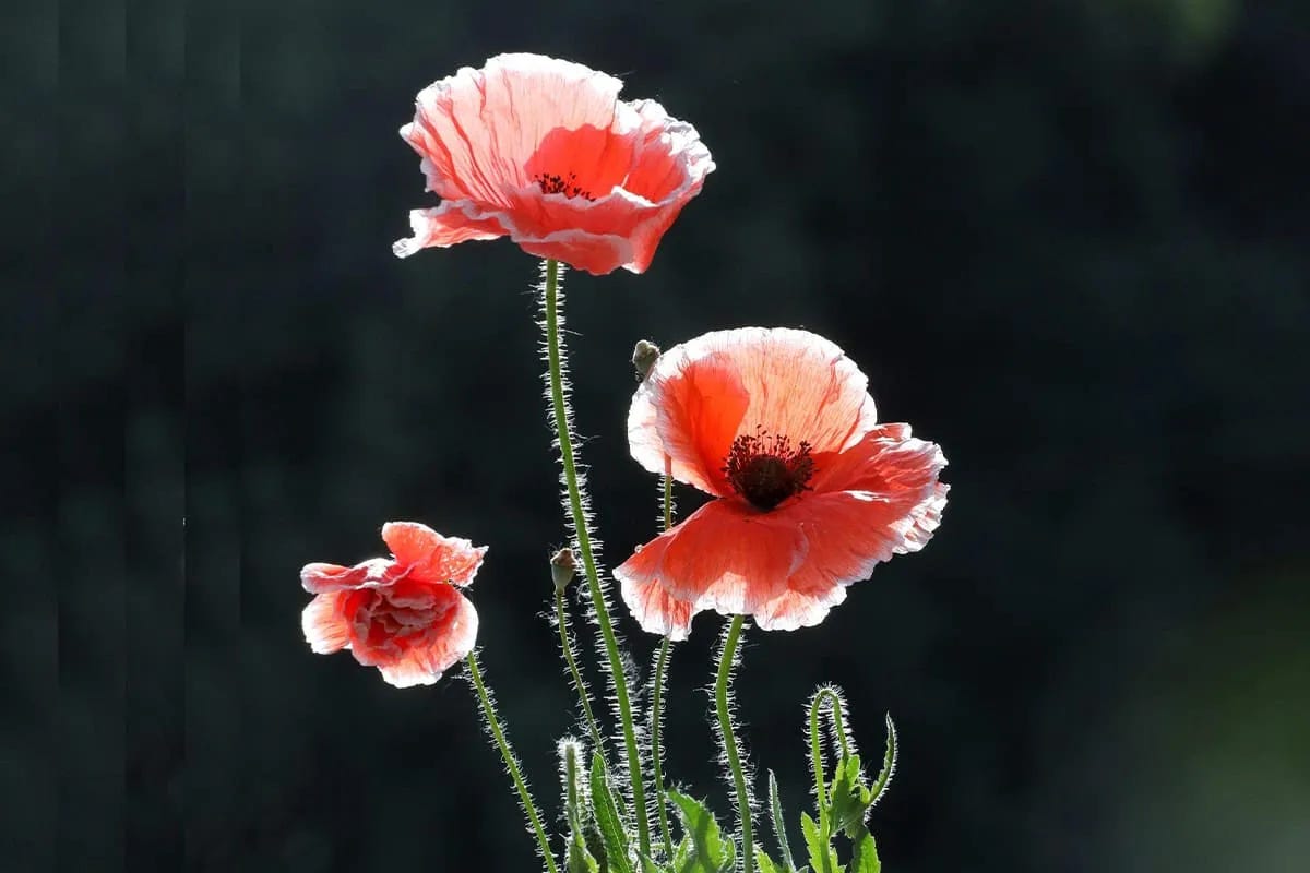 Corn Poppy Insights: Types, Growth, Care & More | by Peggie | Medium
