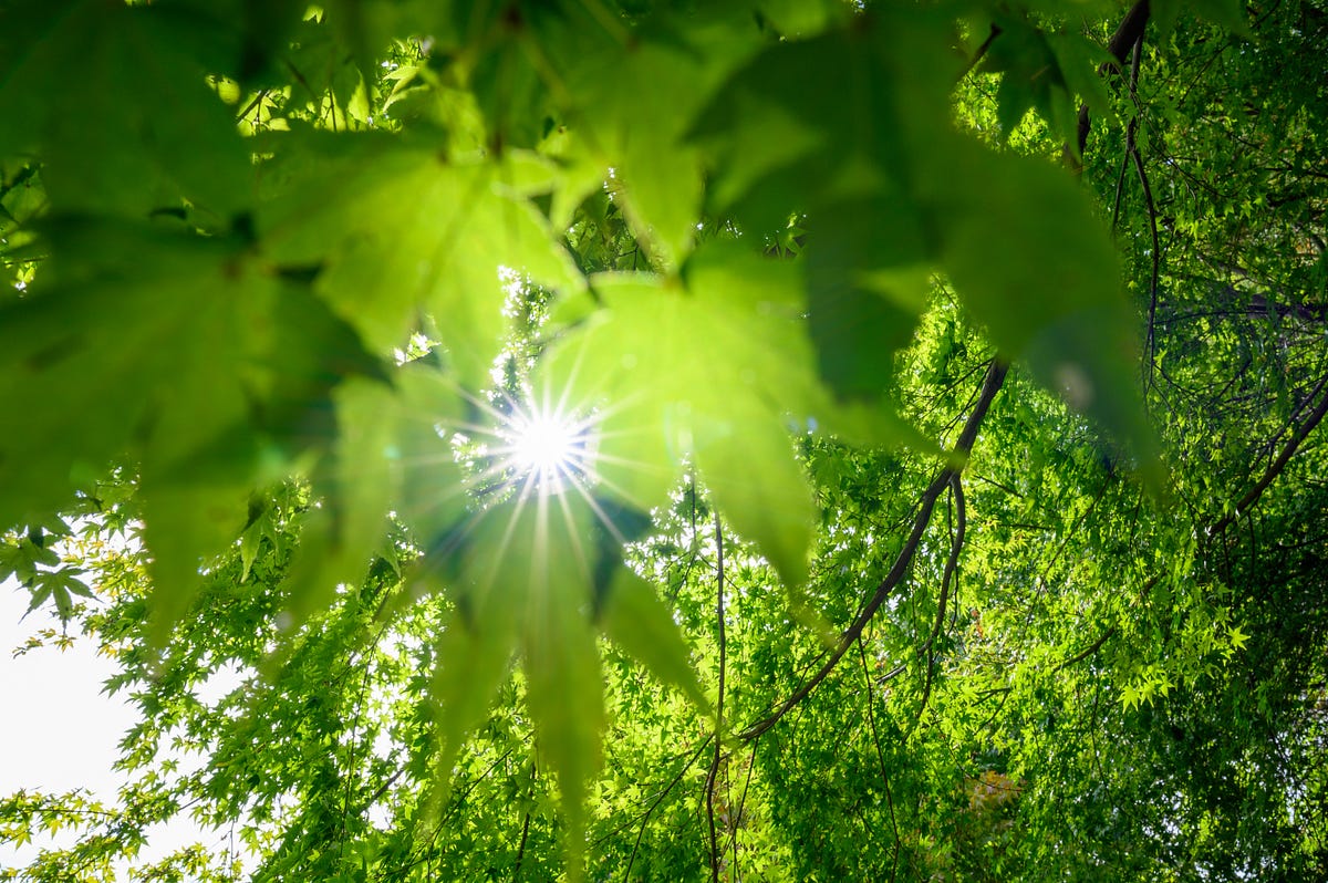 Spring Boot Custom Startup Banner | by Dario De Santis | Javarevisited ...