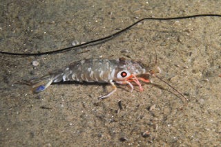 Target Shrimp — Commonly Seen in La Jolla Canyon | by Michael Bear ...