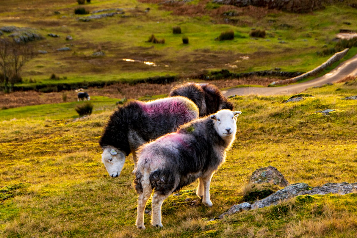 Bitesize Devotionals: The Good Shepherd and His Sheep | by Samuel Berry ...