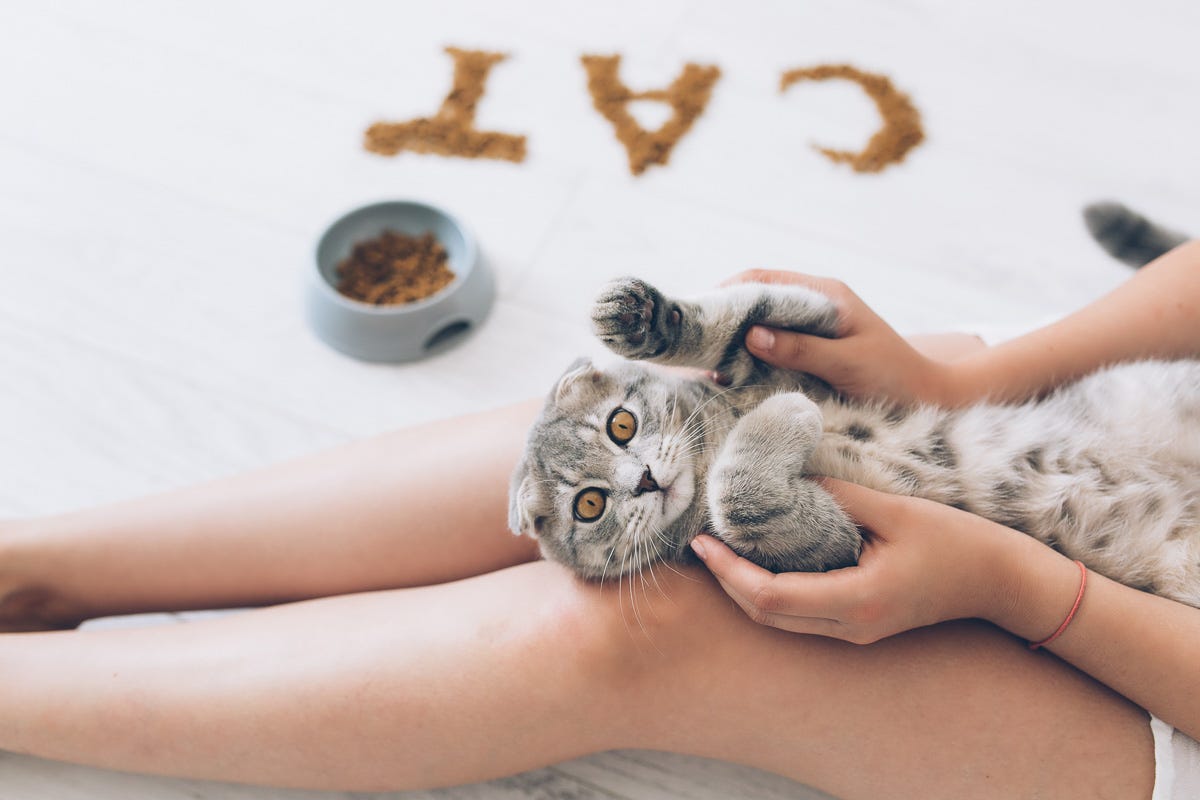 High Calorie Cat Food: A Complete Guide for Underweight Kitties | by ...
