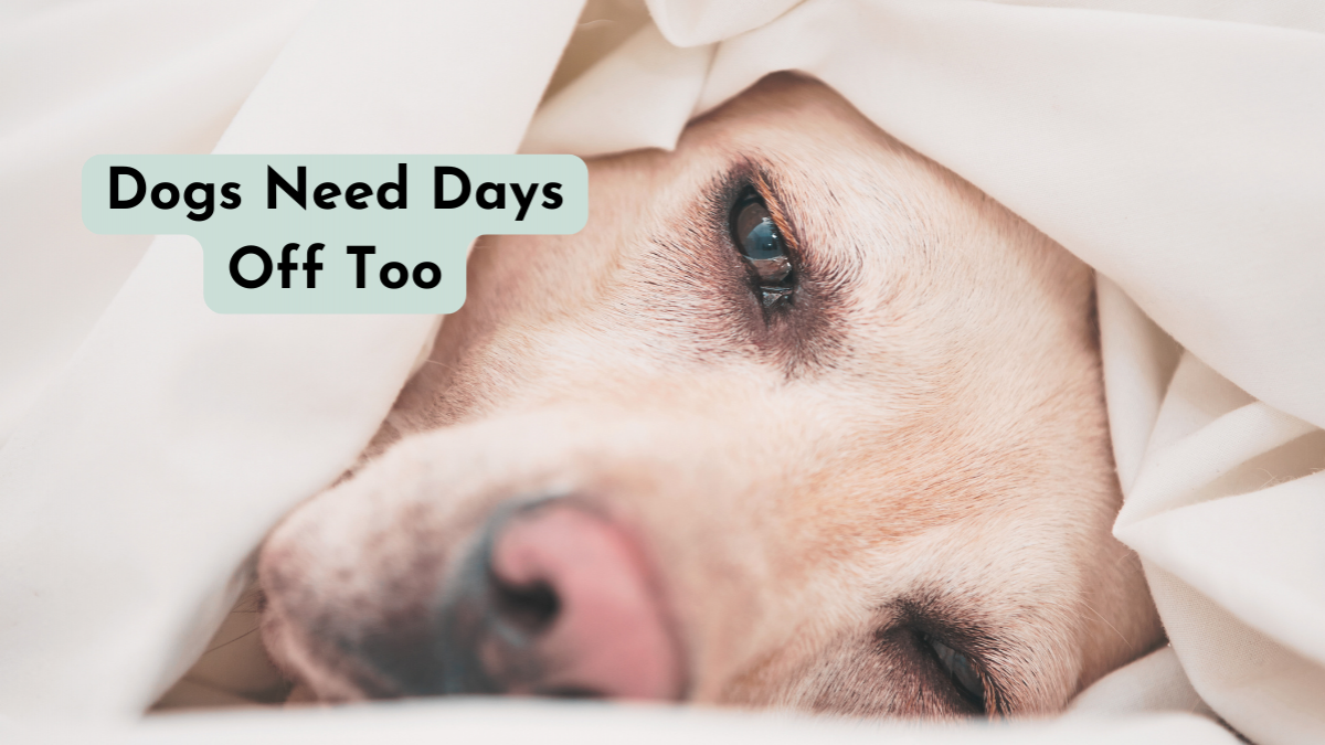 Dogs Need Days Off Too.. Maximise your dog’s potential with the… | by ...