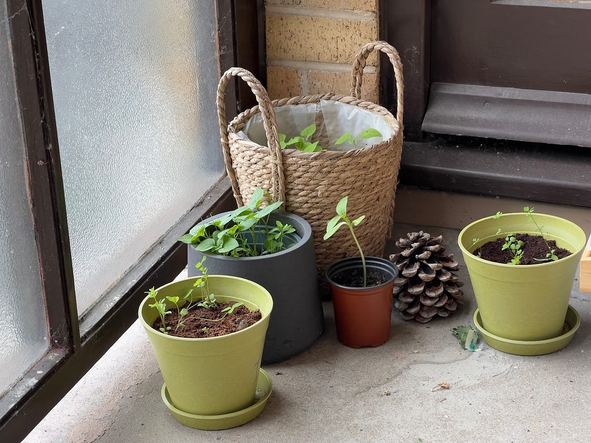 Things are busy in growing corner. - Adam Tinworth - Medium