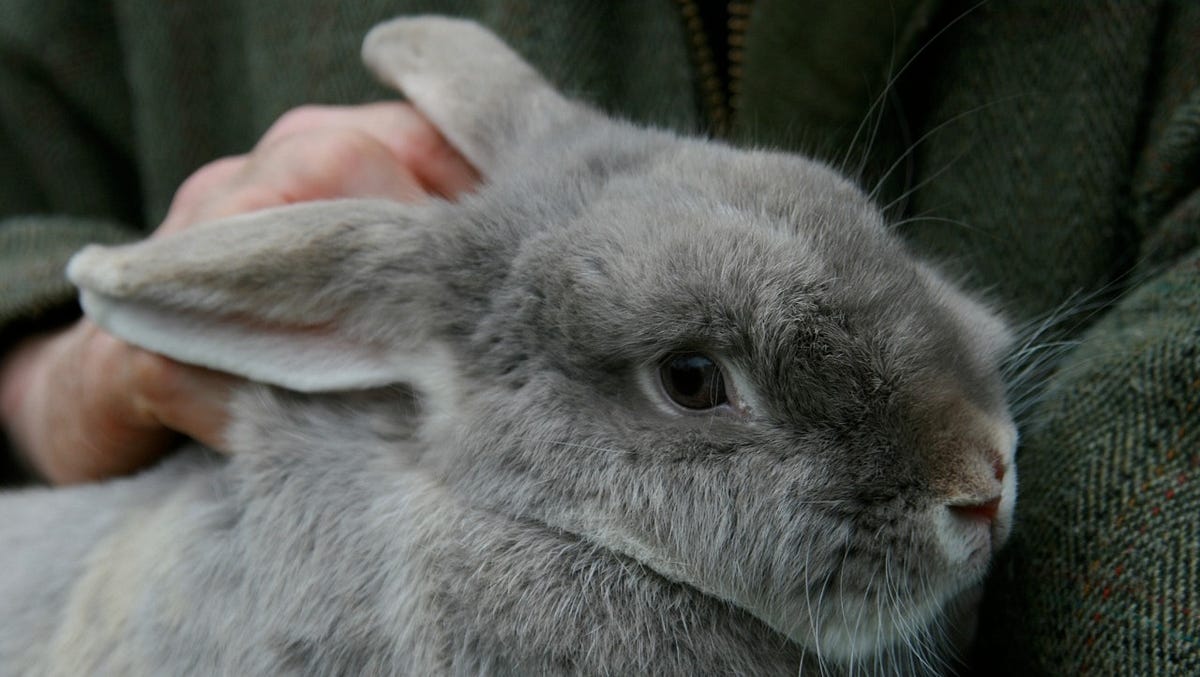 Rabbit Spirit Animal | by love totem | Medium