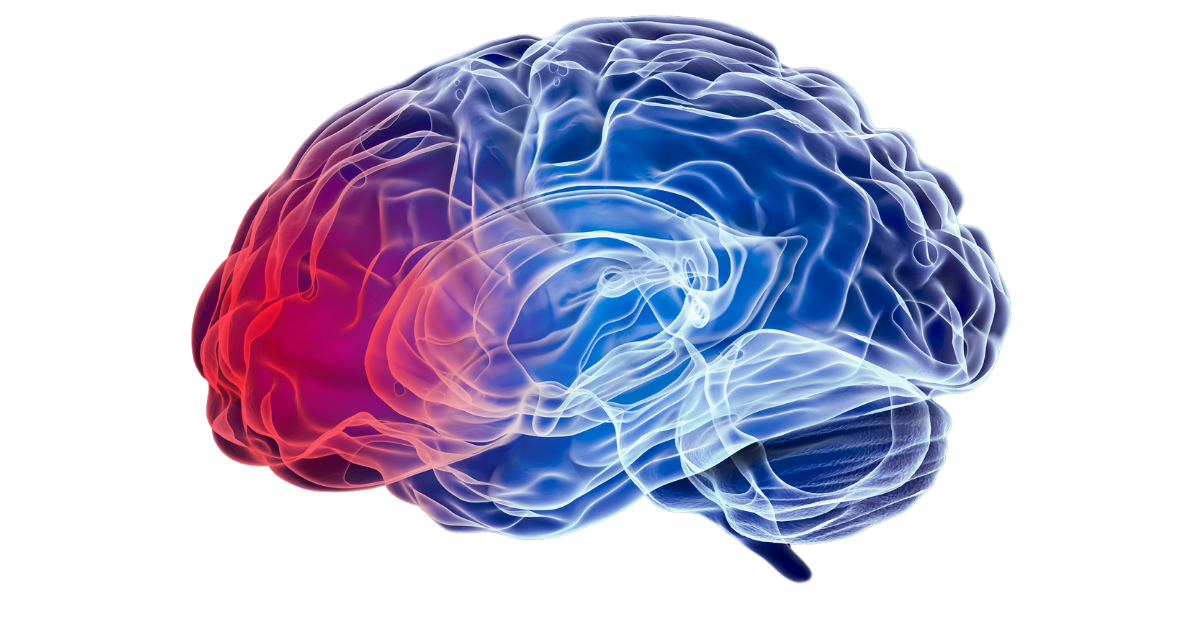Why Education is Vital for Brain Health: The Link to Cognitive Reserve ...