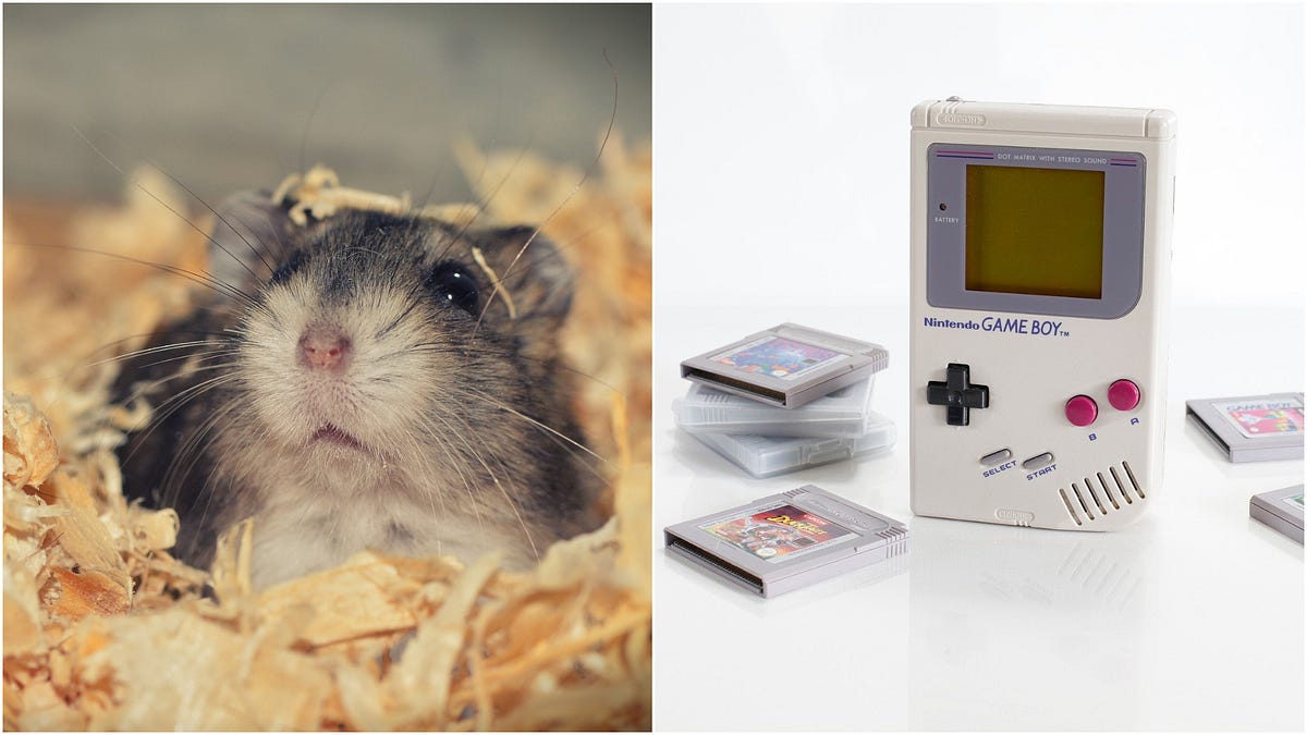 De la un hamster la o consolă Game Boy. | by crypto.ro | Medium