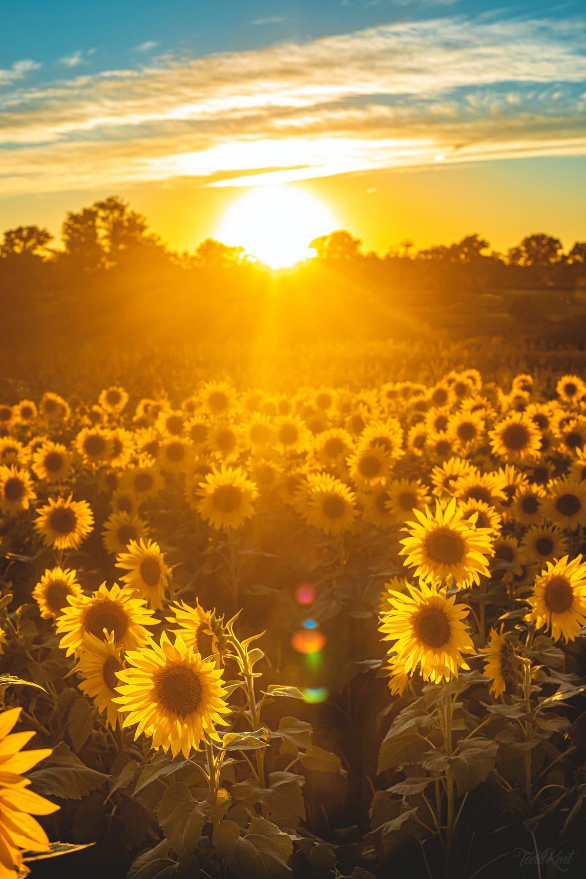Embracing Radiance:. Photo by todd kent on Unsplash | by Mohsin Writes ...