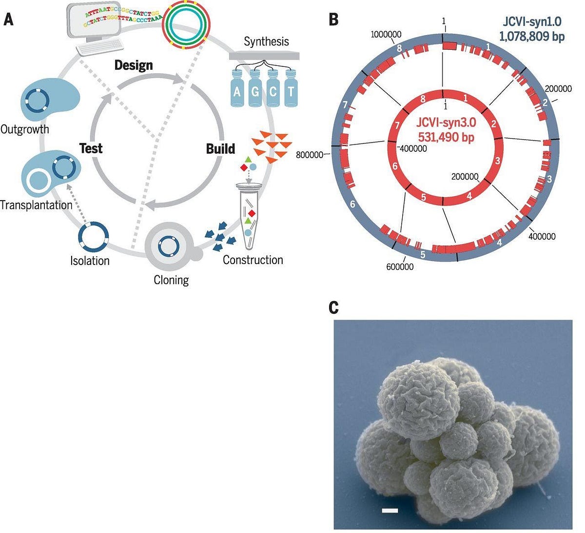 The Origins of Synthetic Life. Synthetic biology, field in which the ...