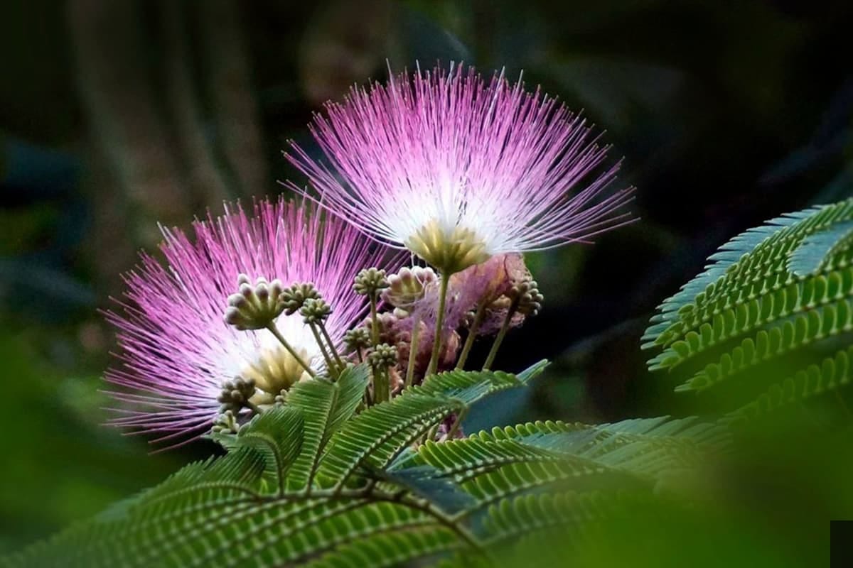 Albizia julibrissin: Unveiling the Beauty of the Mimosa Tree | by ...