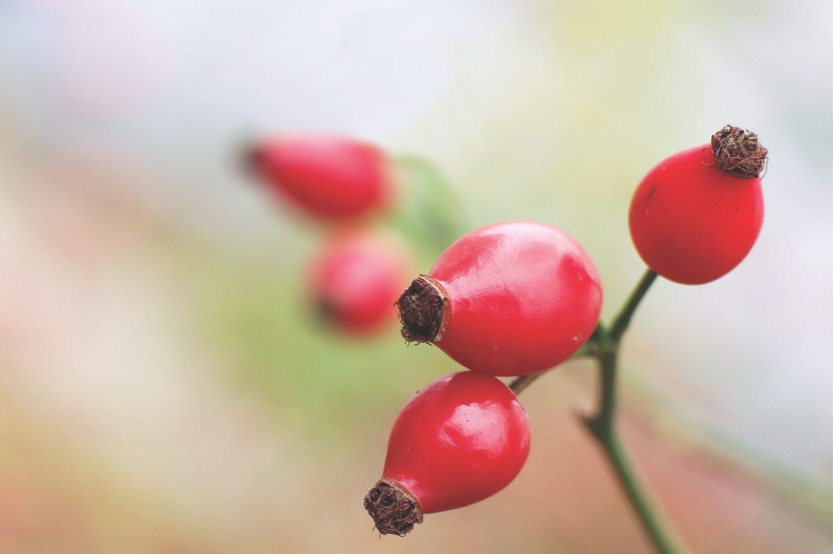 Equilite Herbals: Vitamin C for Horse Wellness | Medium