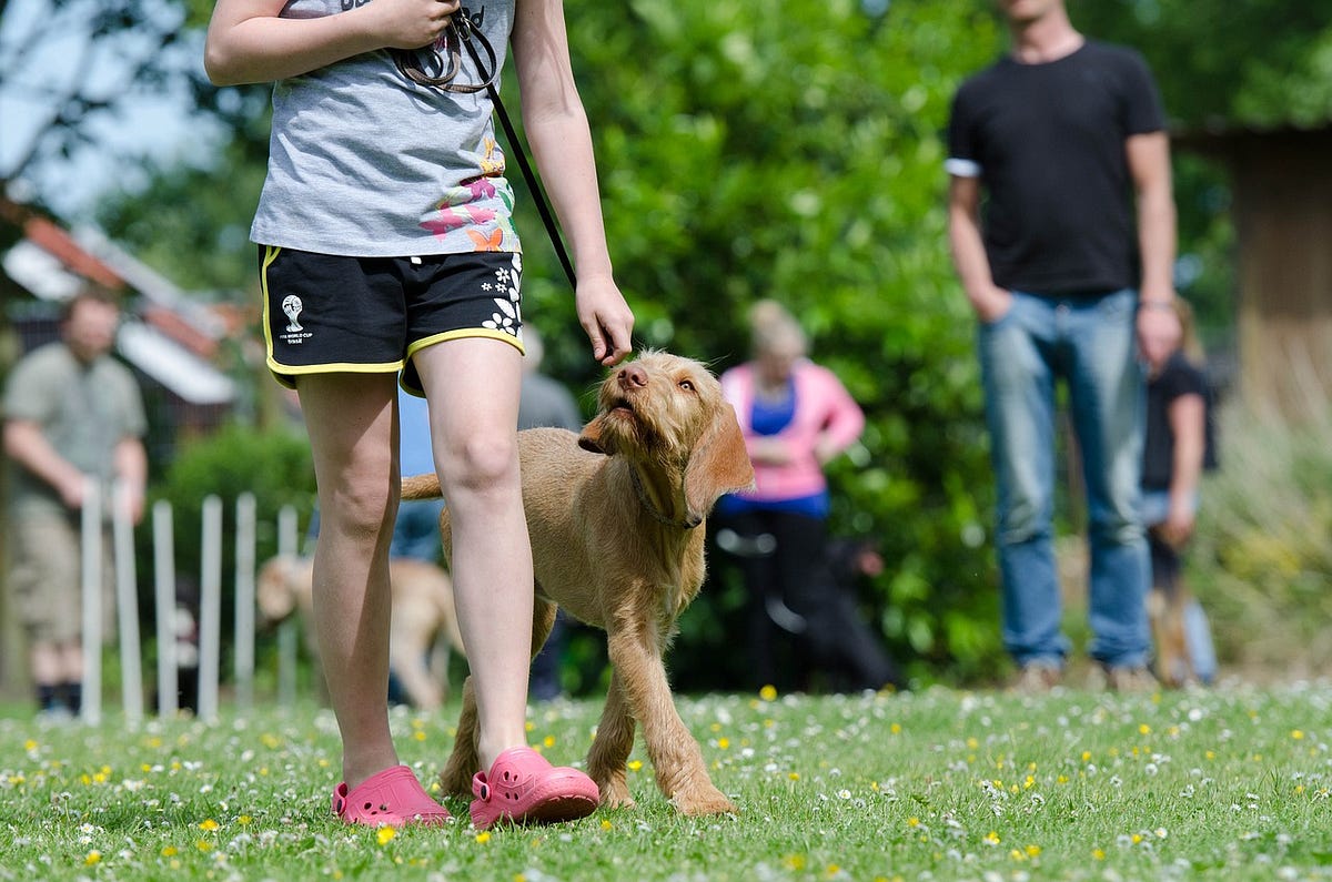 The Ultimate Guide to Training a Dog for Off-Leash Adventures | by ...